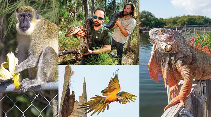 Why Have So Many Animals Invaded Florida? | Biology Article for ...