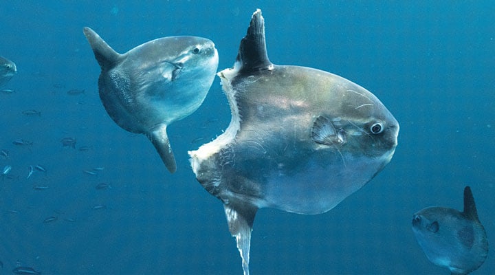 Chomped! | Gross Out Article for Students | Scholastic Science World ...