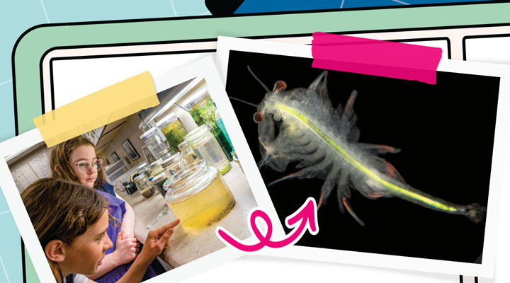 How a Tiny Shrimp Became a State Symbol | Biology Article for Students ...