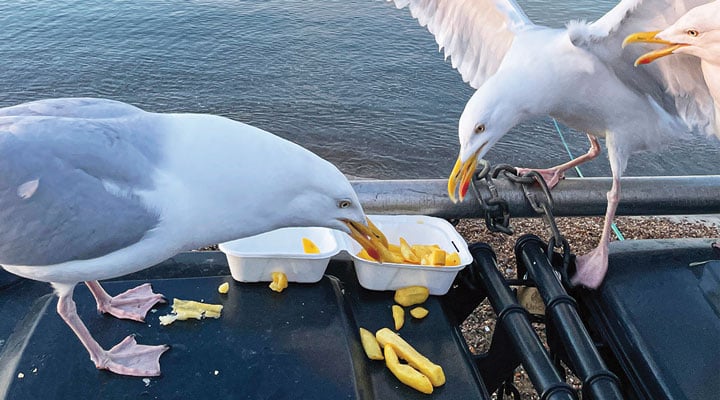 Snack-Stealing Gulls | Biology Article for Students | Scholastic ...