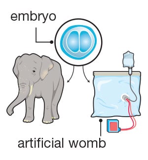 Woolly Mammoth Diagram One Panel Of A Wooly Mammoth, From The