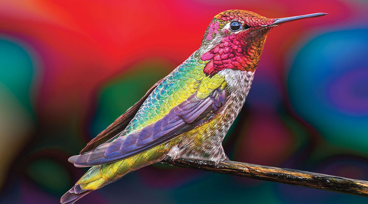 More Colorful Than They Appear! Biology Article for Students ...