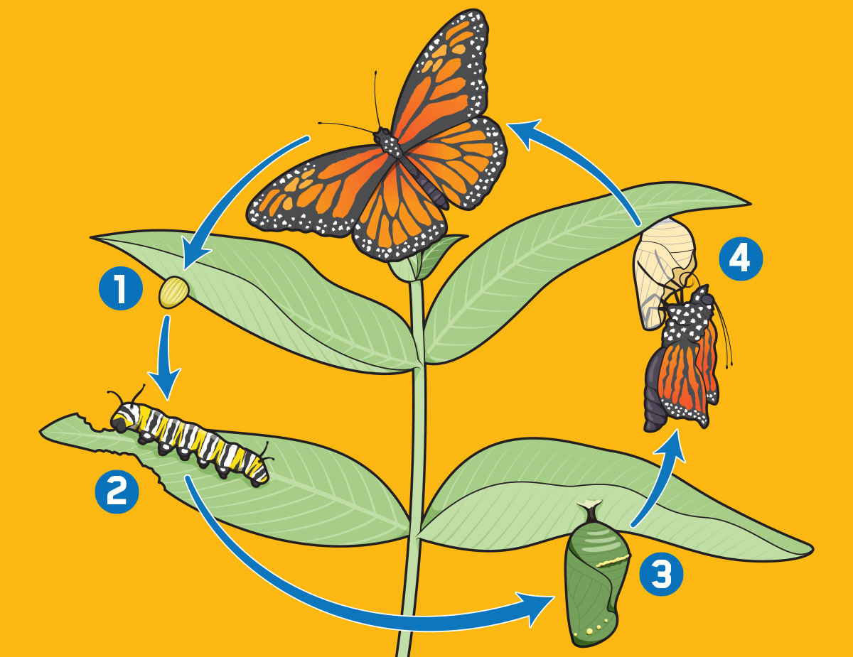 Butterfly Life Emerging Butterfly – A Delight To Watch | Want To Be