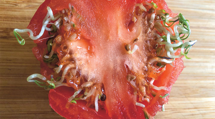 It's Alive! | Gross Out Article for Students | Scholastic Science World ...