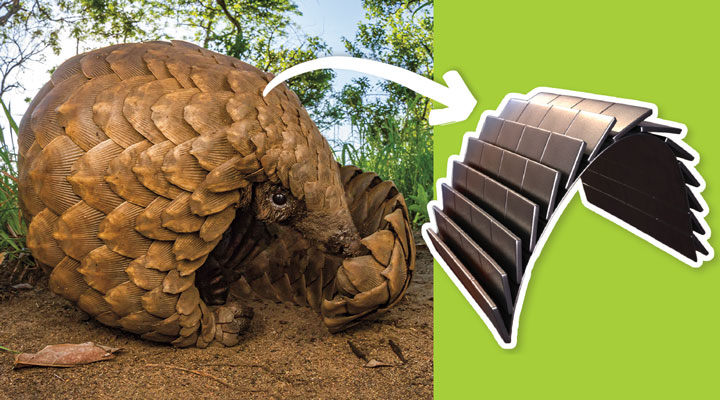 Pangolin-Inspired Robot | Engineering Article for Students | Scholastic Science World Magazine