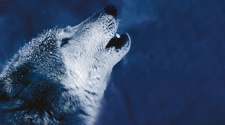 Return of the Wolf | Biology Article for Students | Scholastic Science ...