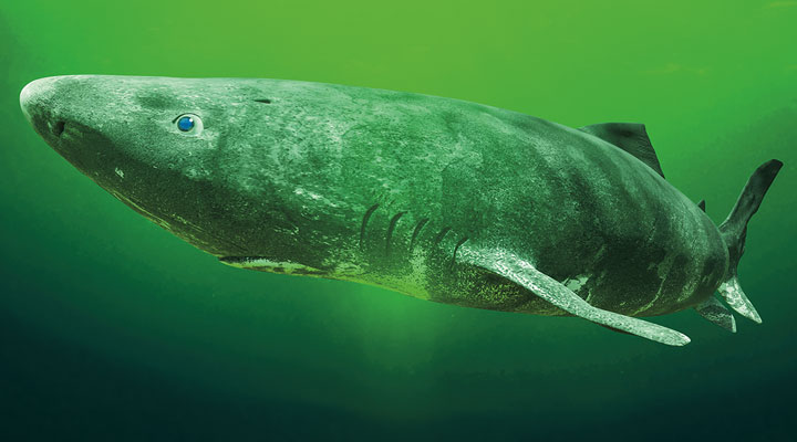 Secrets of the World's Oldest Sharks | Biology Article for Students ...