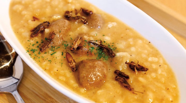 Cricket Dish | Gross Out Article for Students | Scholastic Science ...