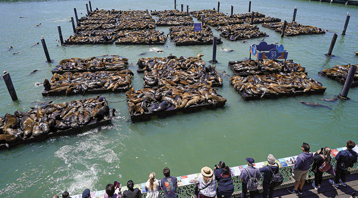Sea Lions Galore! Sea Lions Galore! | Biology Article for Students ...