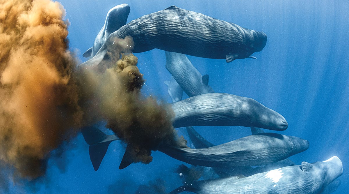 How Large Is Blue Whale Poop