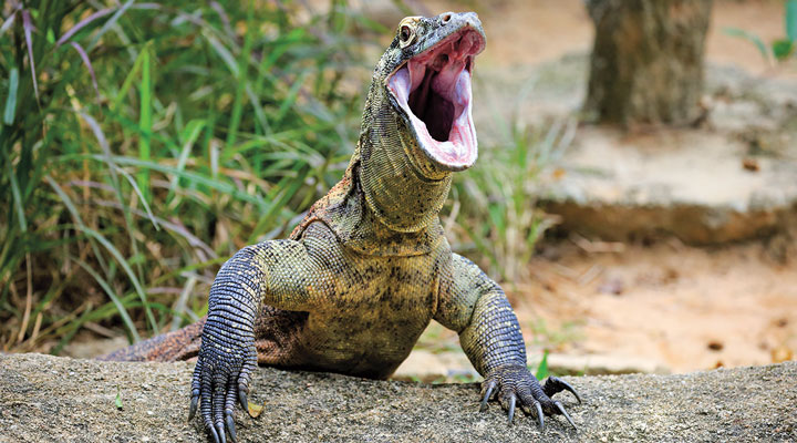 Iron-Tipped Teeth | Chemistry Article for Students | Scholastic Science ...