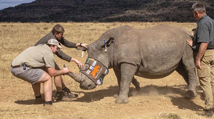 Radioactive Rhino Horns? | Physics Article for Students | Scholastic ...