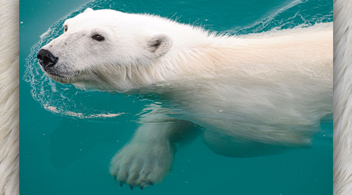 The Slippery Secrets of Polar Bear Fur | Chemistry Article for Students ...