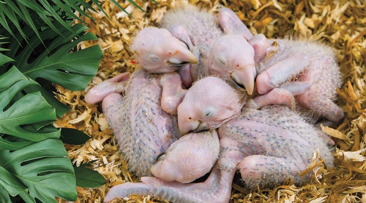 Baby Bird Rescue | Biology Article for Students | Scholastic Science ...