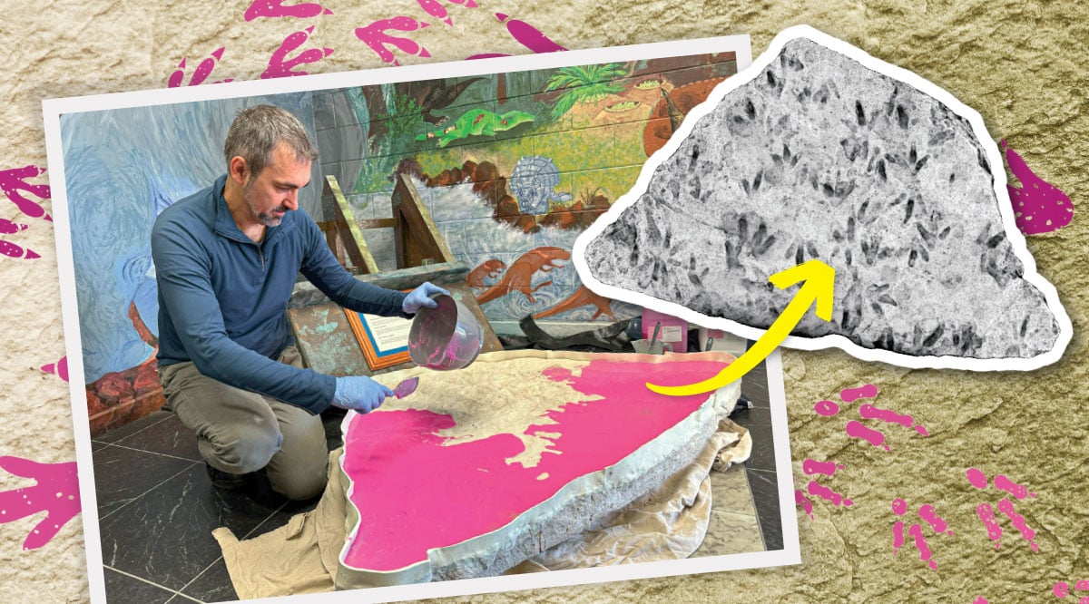 Dino Discovery at School | Earth Science Article for Students ...