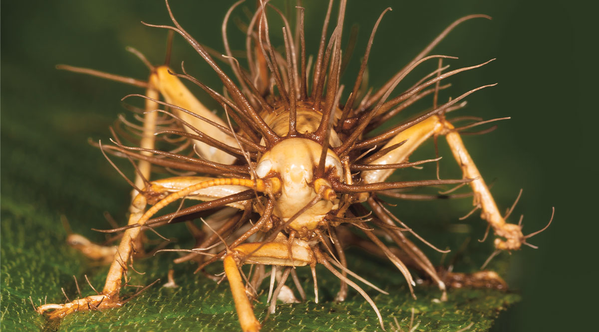 Zombie Cricket | Gross Out Article for Students | Scholastic Science ...