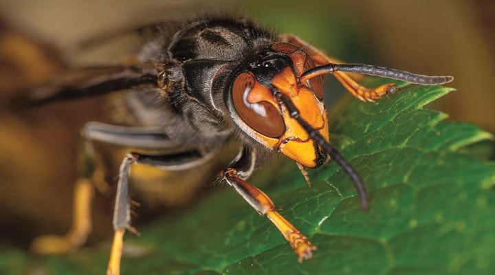 No More Murder Hornets | Biology Article for Students | Scholastic ...