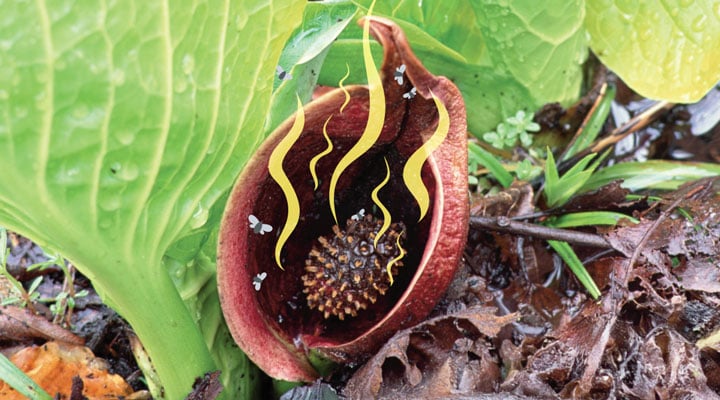 Stinky Plants | Chemistry Article for Students | Scholastic Science ...