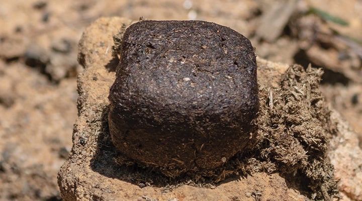 Poop Cube? | Gross Out Article for Students | Scholastic Science World ...
