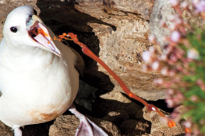 Barfing Bird Gross Out Article for Students | Scholastic Science World ...