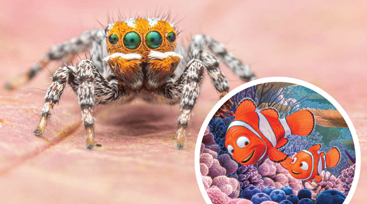 Named After Nemo Biology Article for Students | Scholastic Science ...