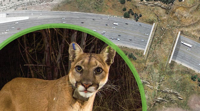 Animal Crossing Biology Article for Students | Scholastic Science World ...